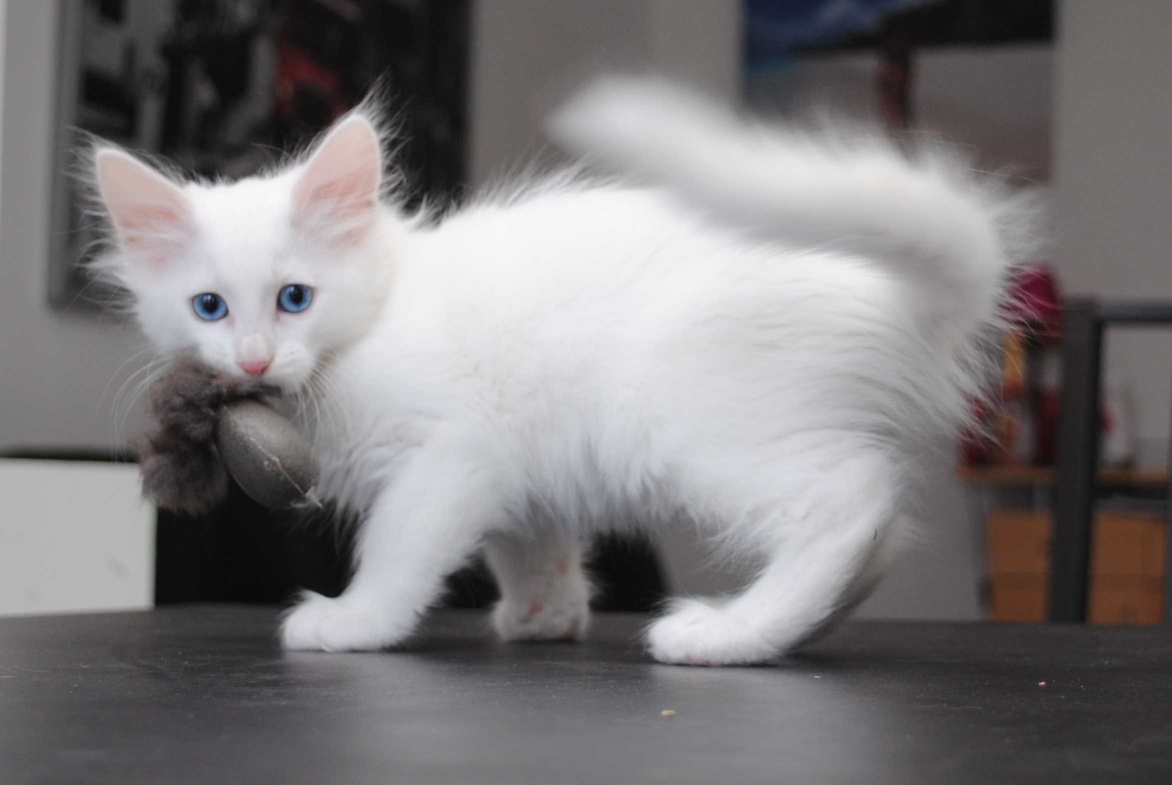 LE CHAT ANGORA TURC Inspirations Desjardins