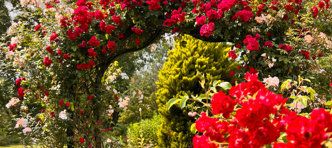 DIX PLANTES POUR UN JARDIN ROUGE