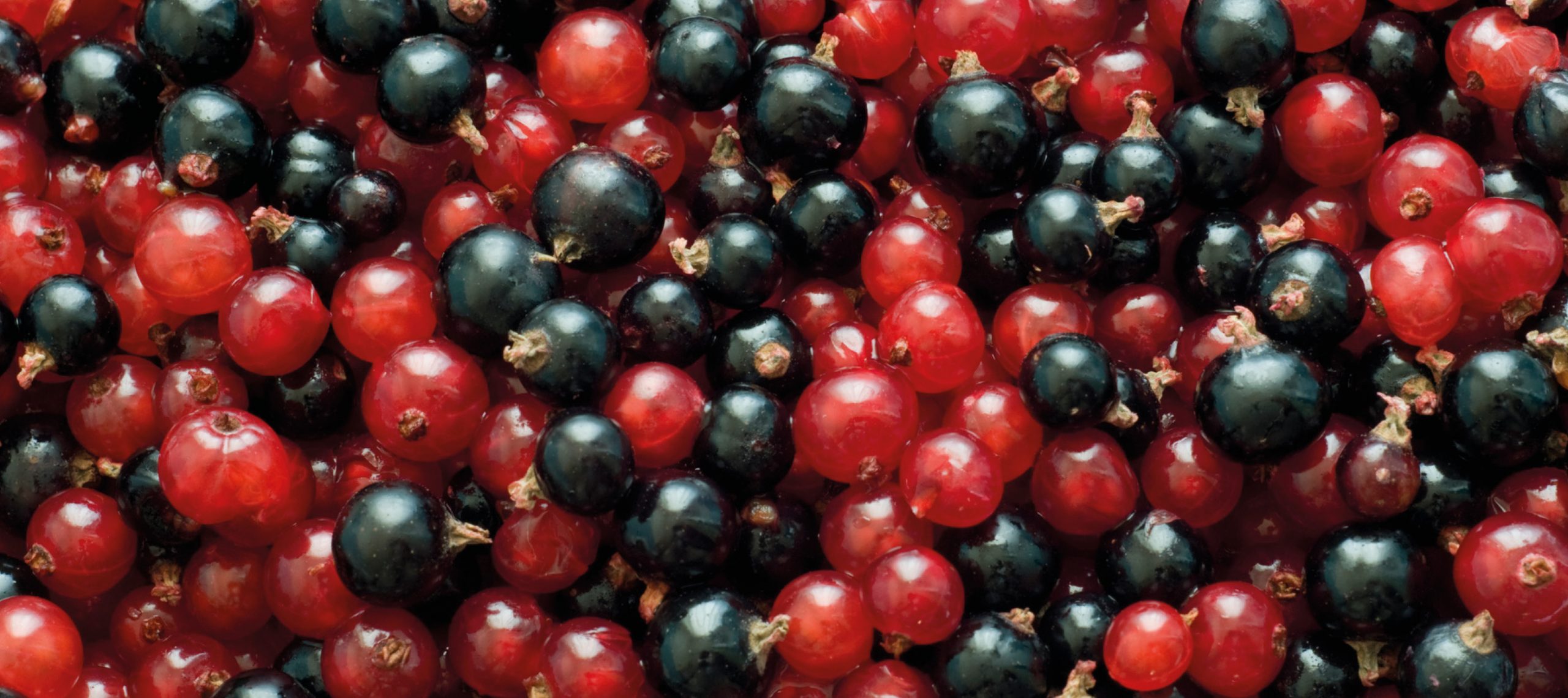 LES CASSISSIERS ET LES GROSEILLIERS