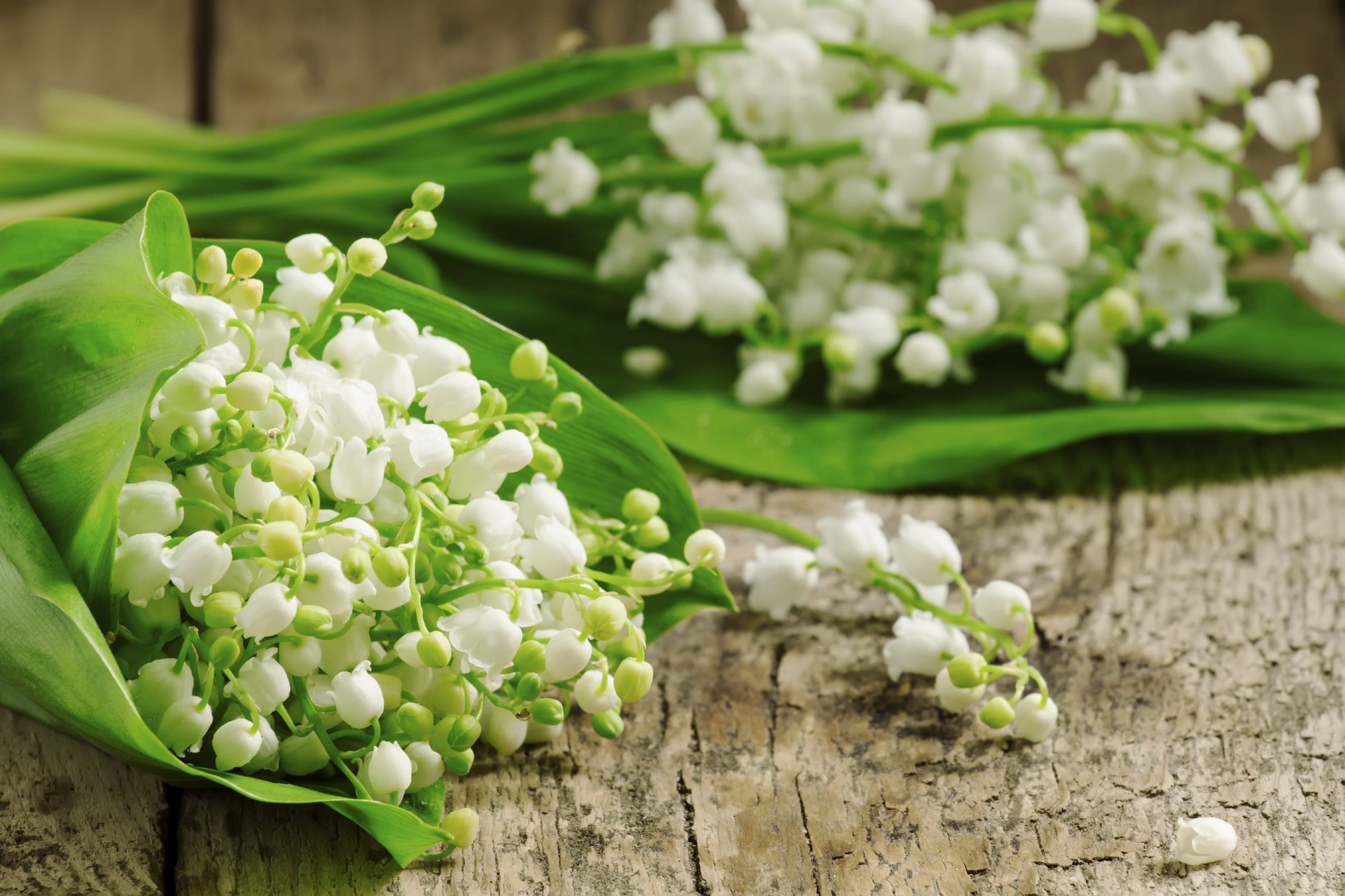 LE MUGUET