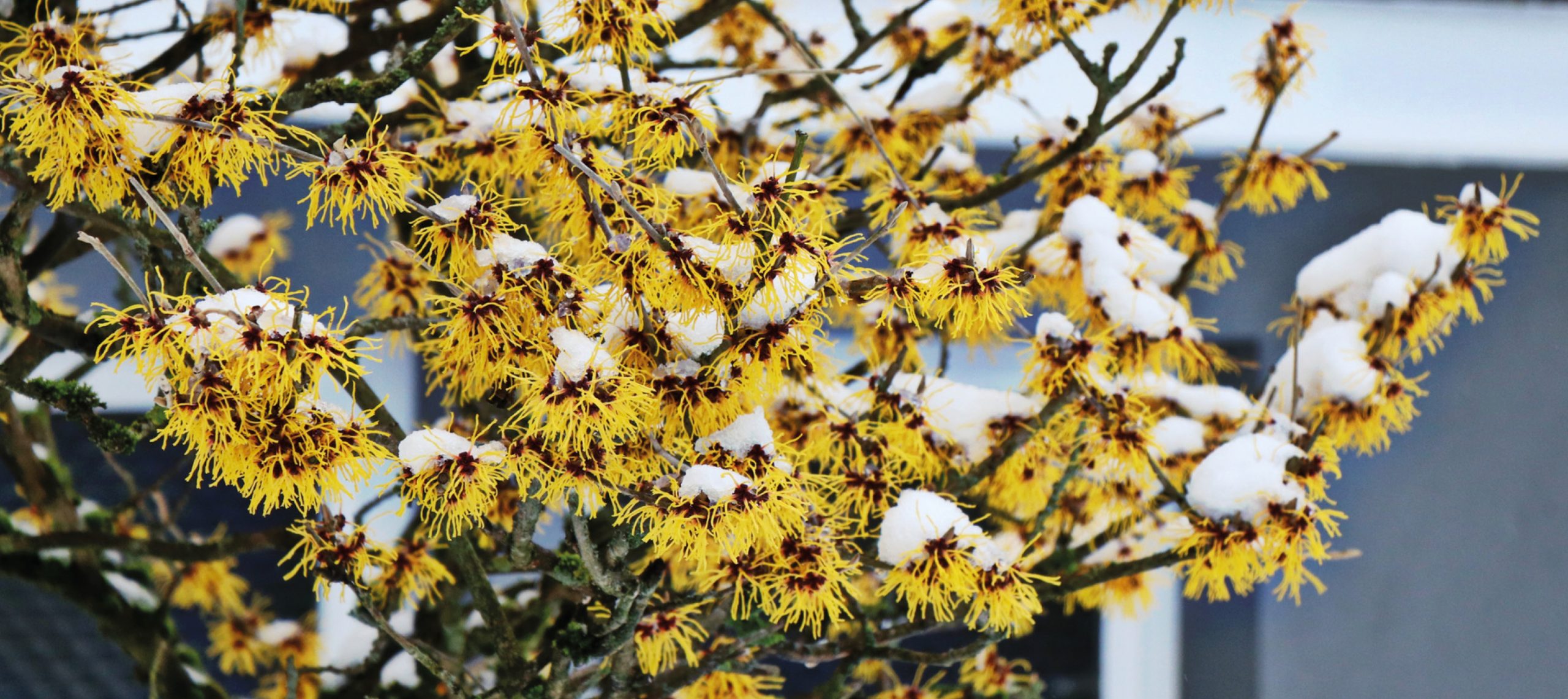 LES DIX PLUS BEAUX ARBRES ET ARBUSTES FLEURIS DU MOIS DE JANVIER