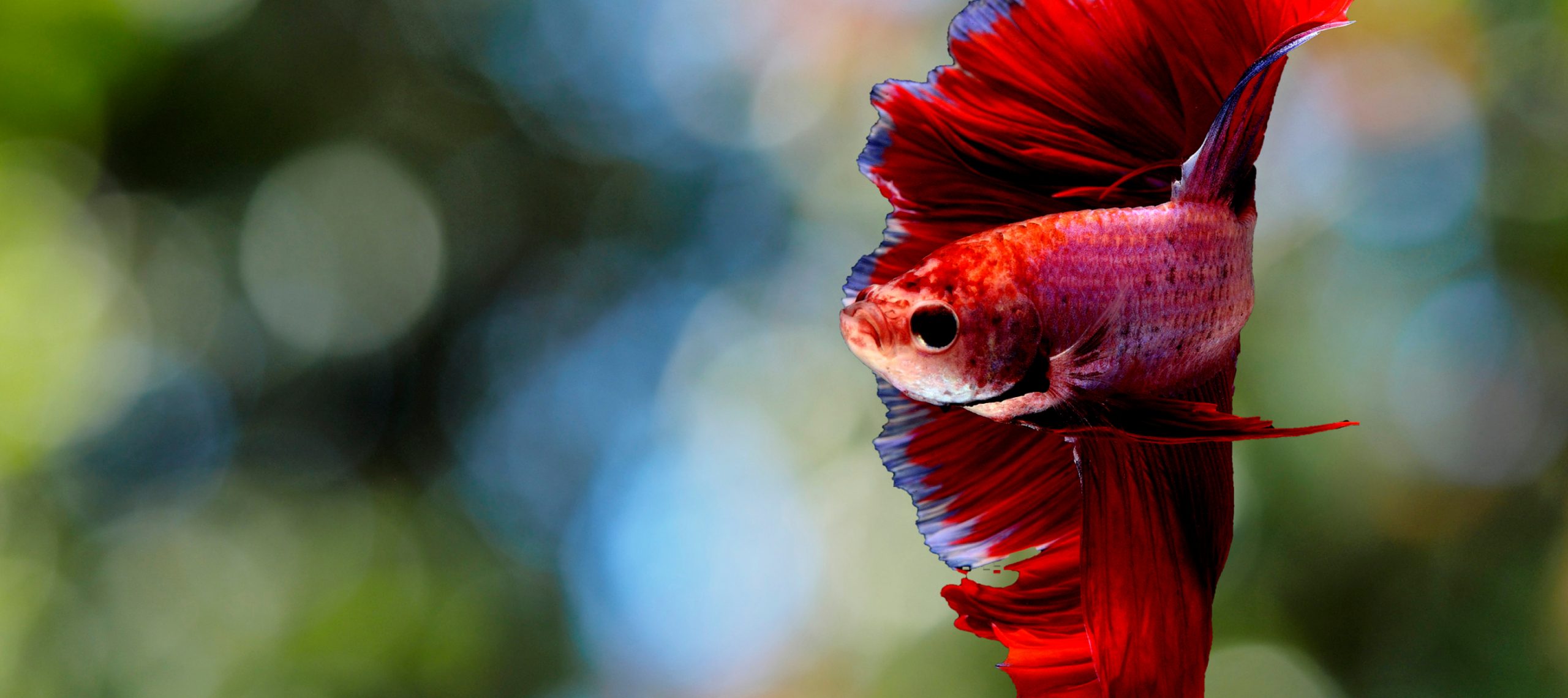 LES POISSONS COMBATTANTS DE CONCOURS