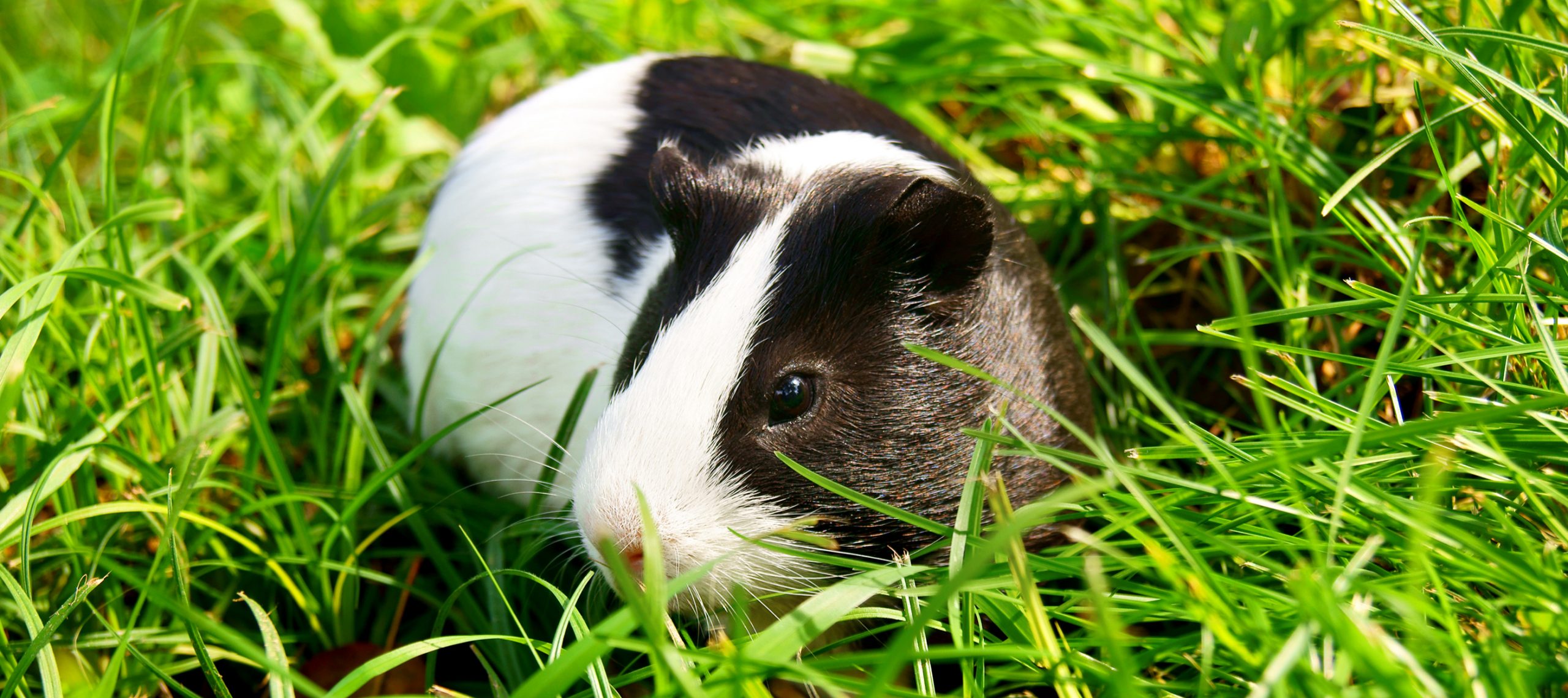 LE COCHON D'INDE