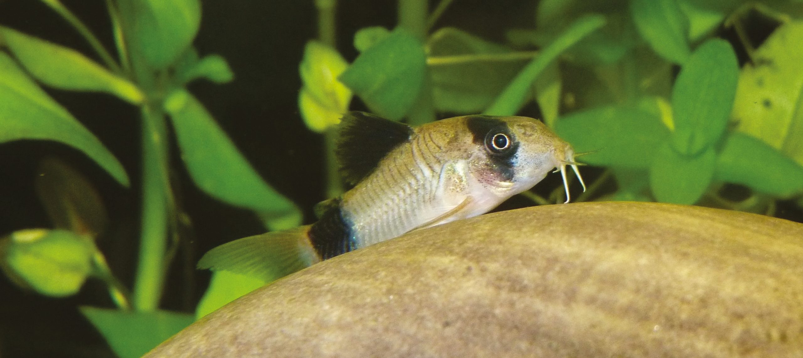 LE CORYDORAS PANDA