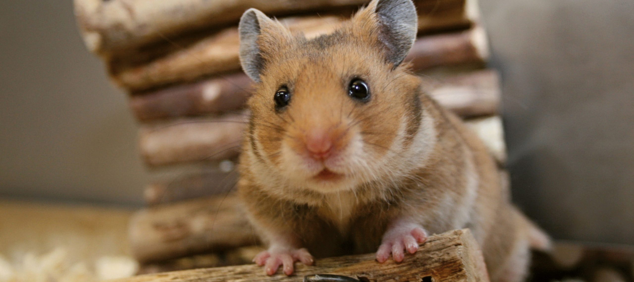 LES HAMSTERS LES HAMSTERS