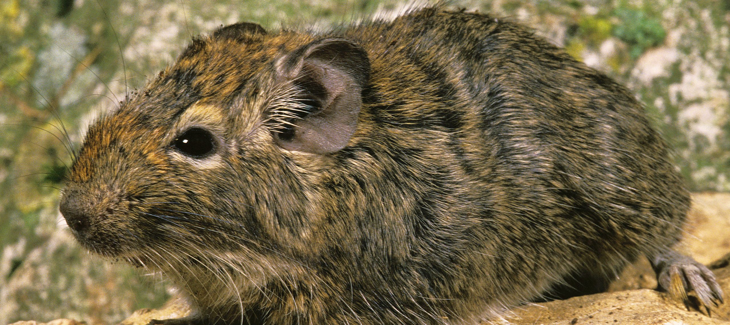 LE DEGUE DU CHILI ( L’OCTODON )