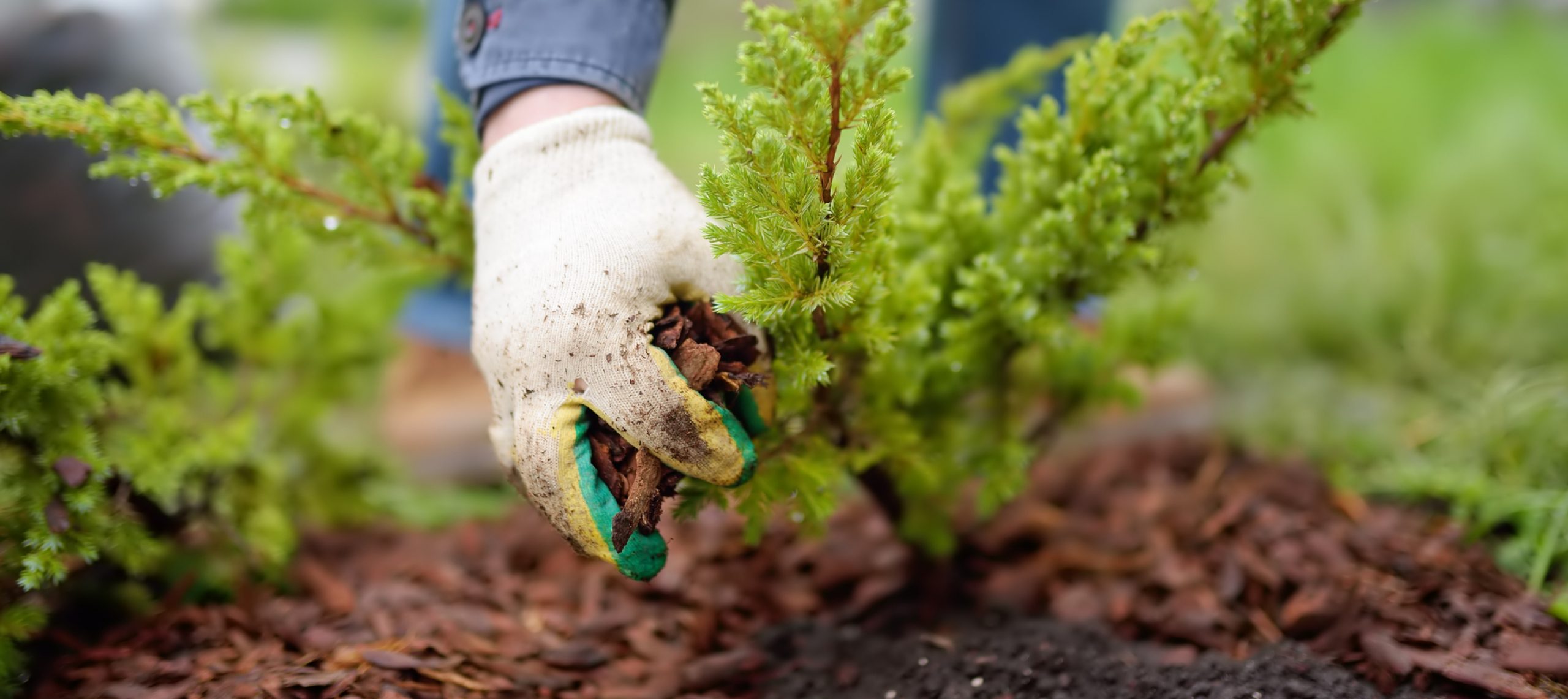 LE PAILLAGE, POURQUOI ET COMMENT