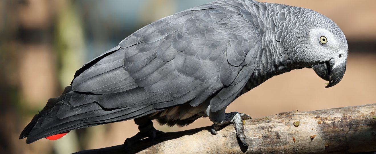 LE PERROQUET GRIS DU GABON OU JACO
