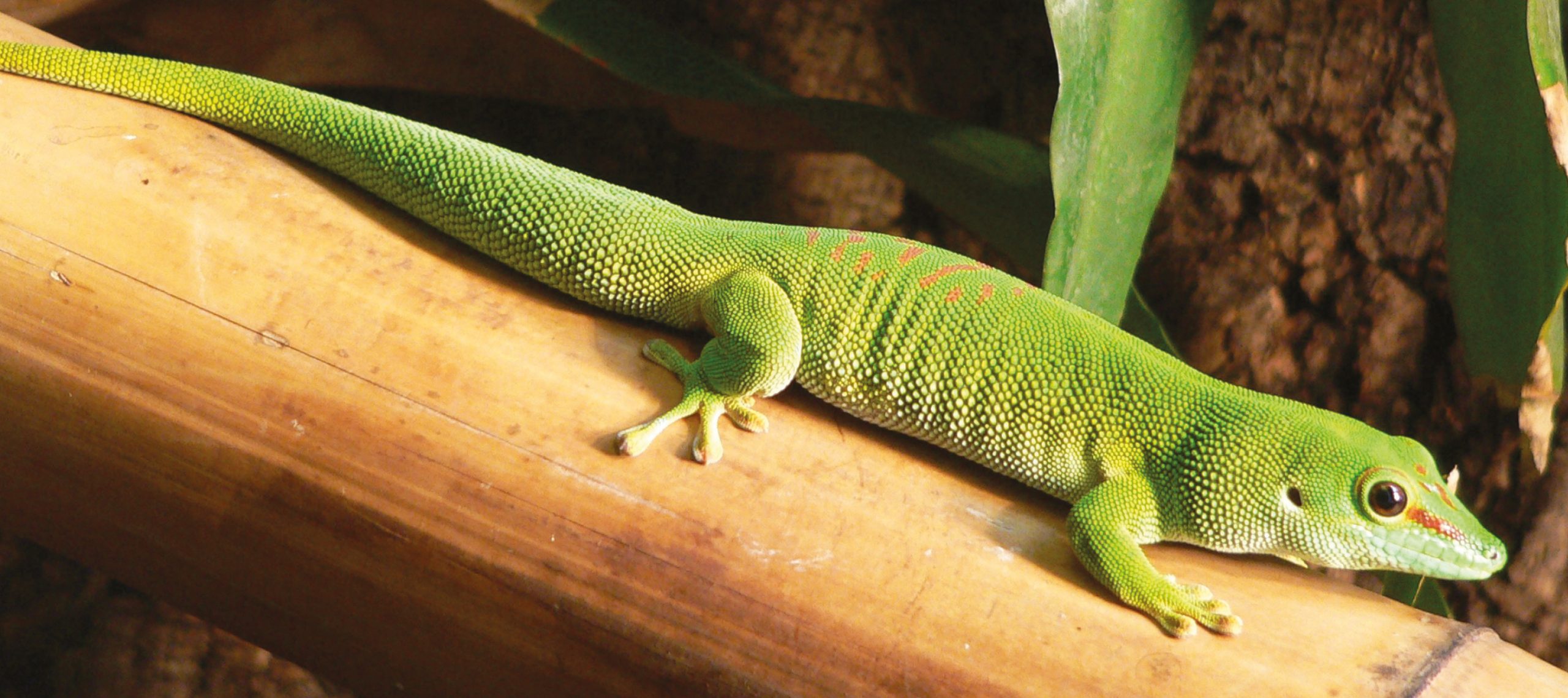 LE PHELSUMA LATICAUDA