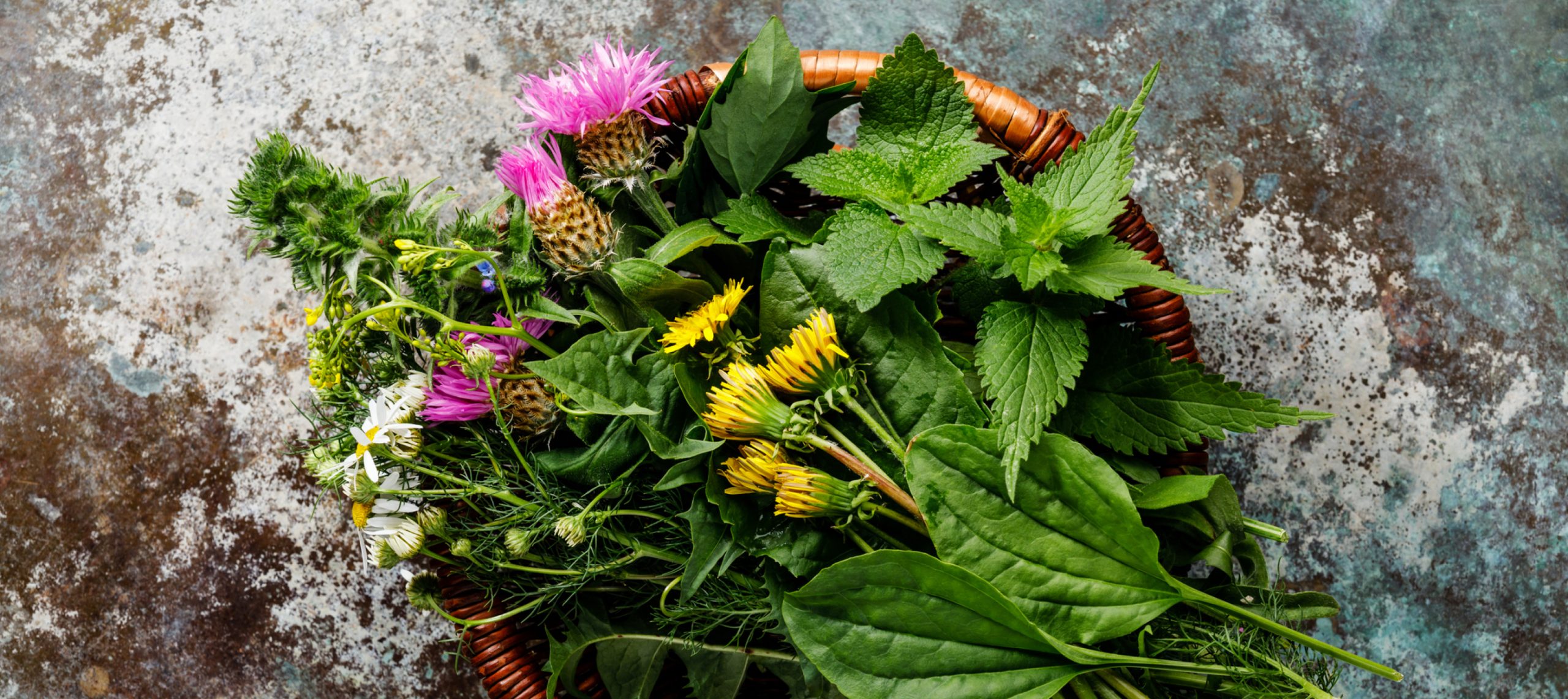 DIX PLANTES SAUVAGES COMESTIBLES