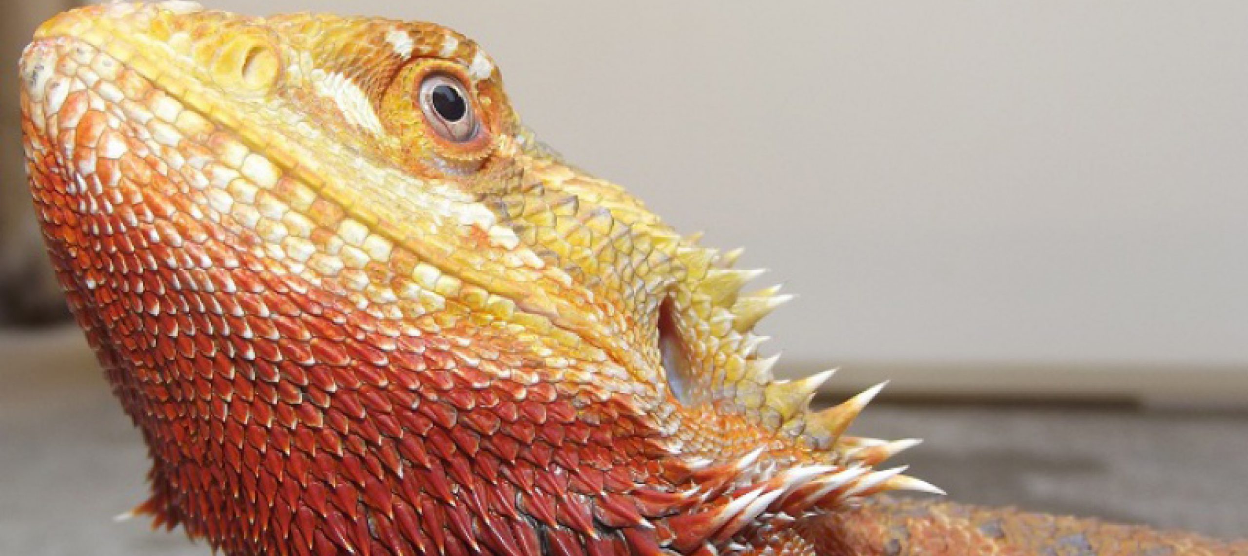 LE POGONA VITTICEPS