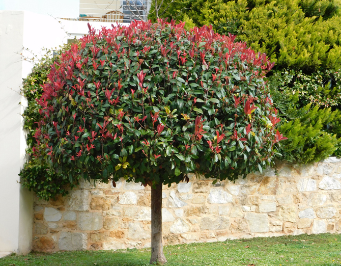 LES PLUS BEAUX ARBRES BOULES