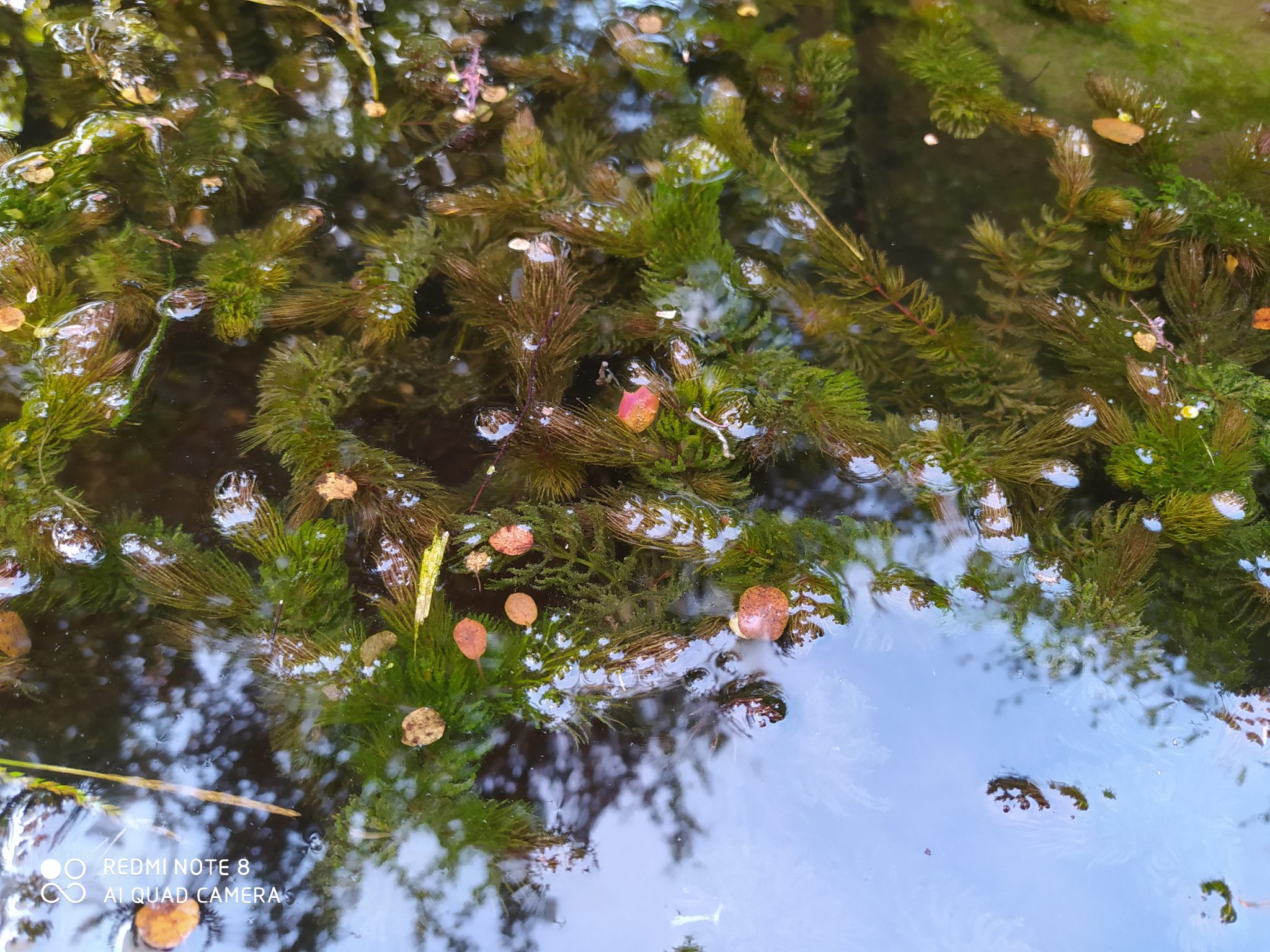 DIX PLANTES AQUATIQUES INCONTOURNABLES AU BASSIN