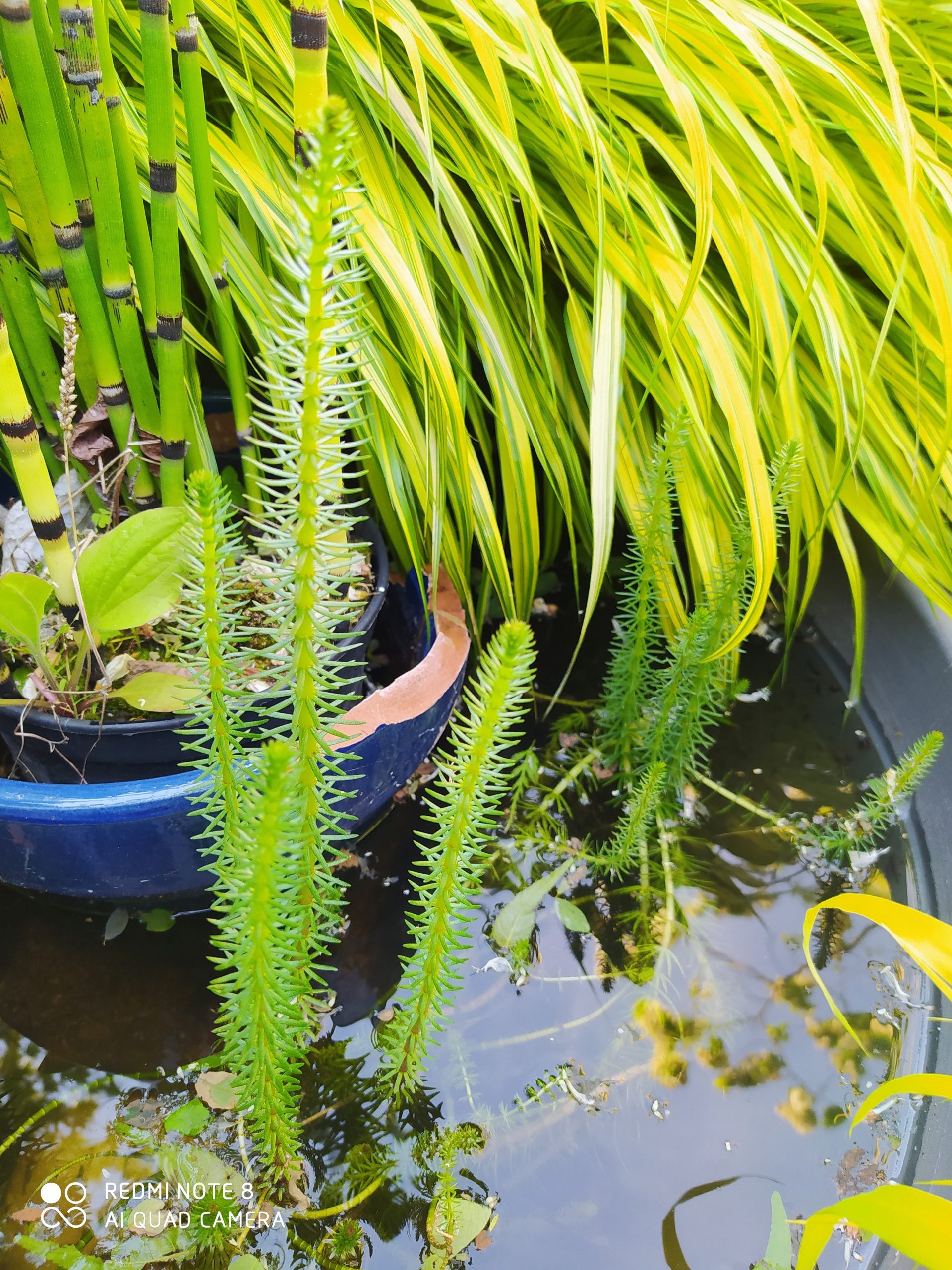 DIX PLANTES AQUATIQUES INCONTOURNABLES AU BASSIN