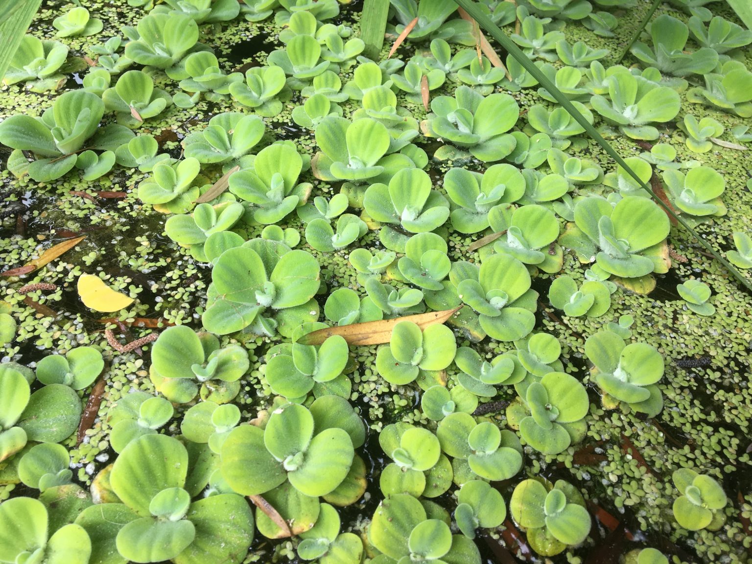 DIX PLANTES AQUATIQUES INCONTOURNABLES AU BASSIN