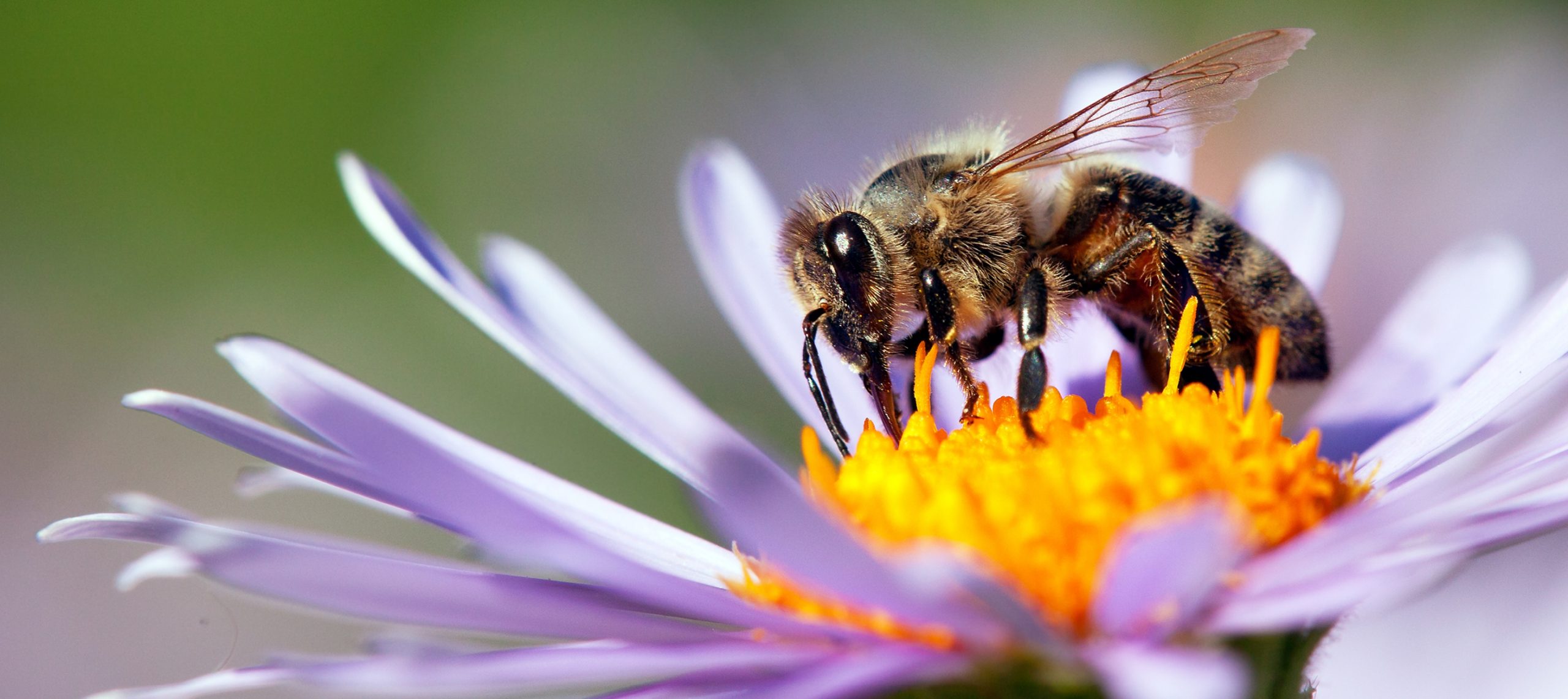 LES POLLINISATEURS AU JARDIN