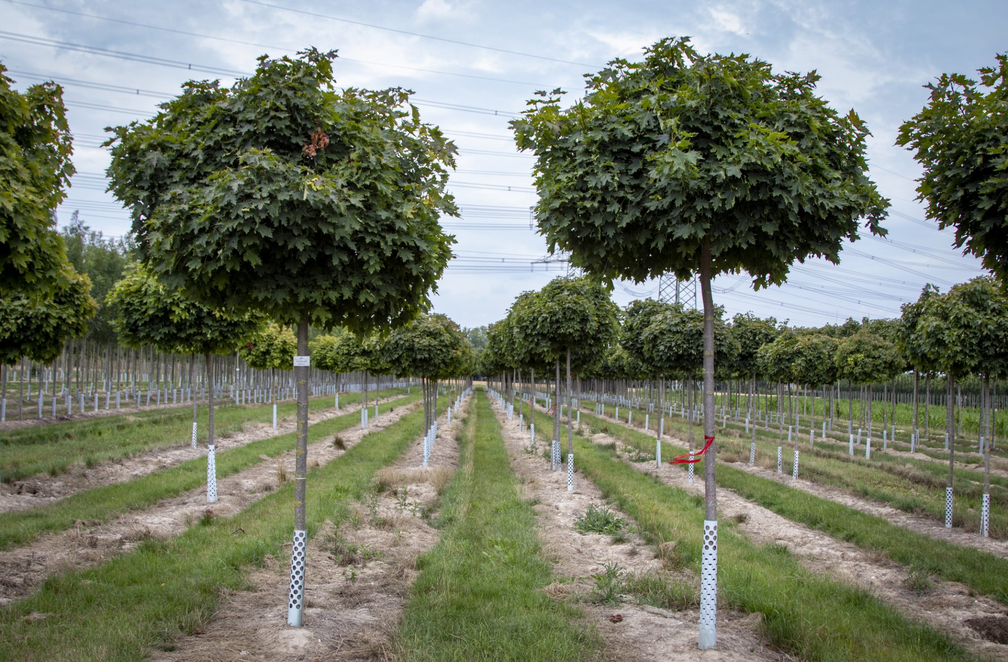 LES PLUS BEAUX ARBRES BOULES