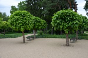 LES PLUS BEAUX ARBRES BOULES