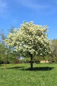 LES PLUS BEAUX ARBRES BOULES