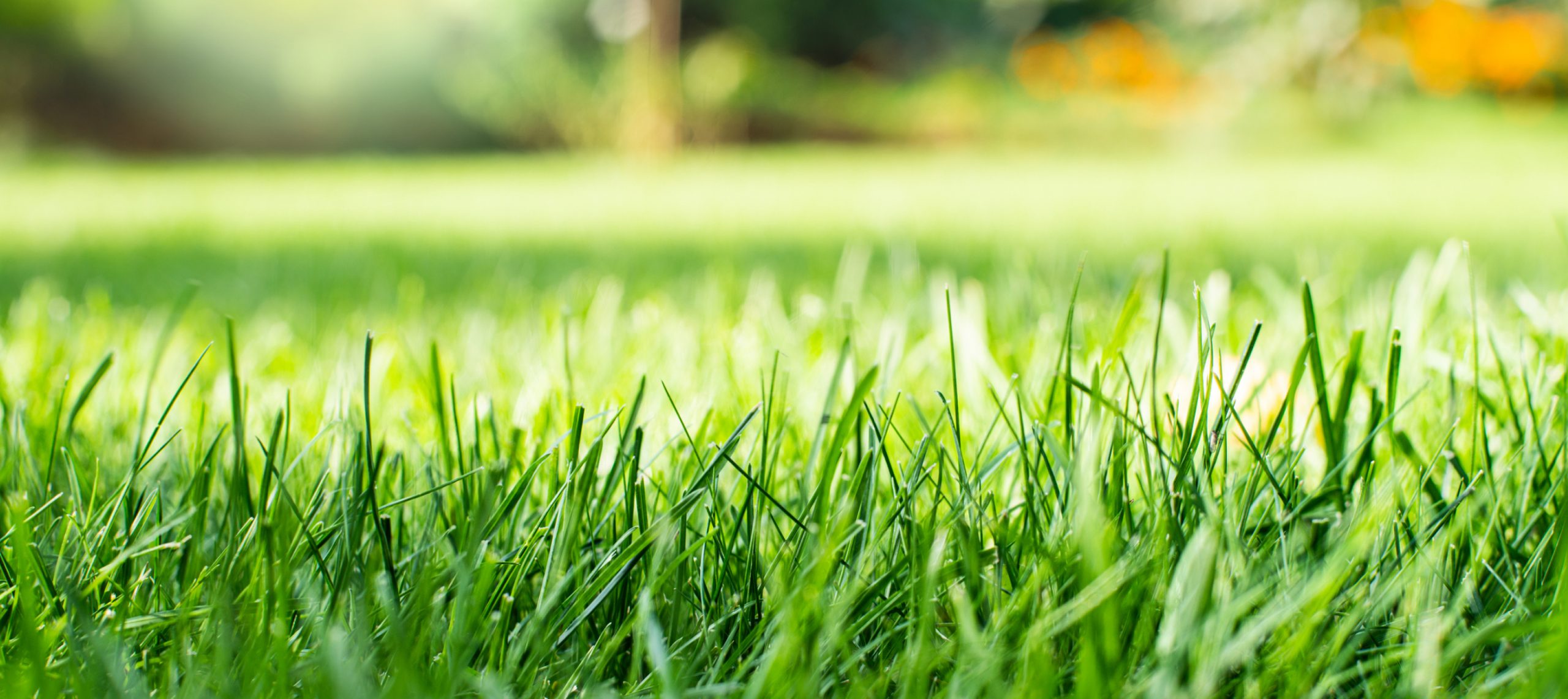 LE GAZON : LES GRAMINEES, LES MELANGES PROPOSES, LE TRAVAIL DU SOL