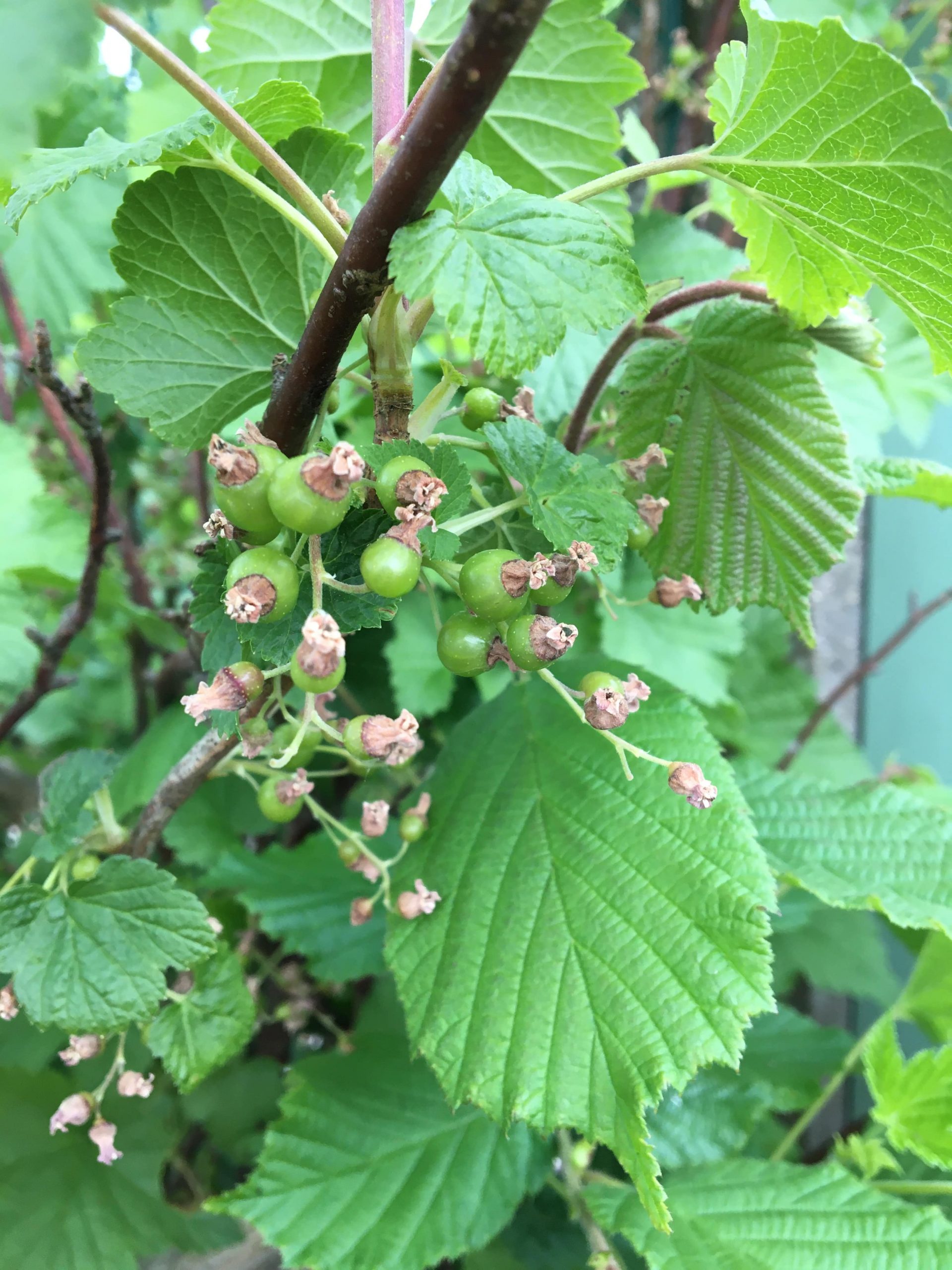 LES CASSISSIERS ET LES GROSEILLIERS