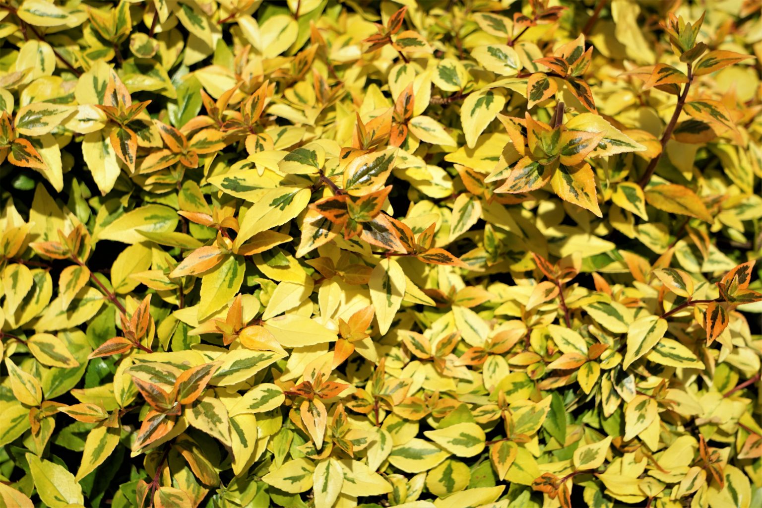 DIX ARBRES ET ARBUSTES POUR SOL CALCAIRE