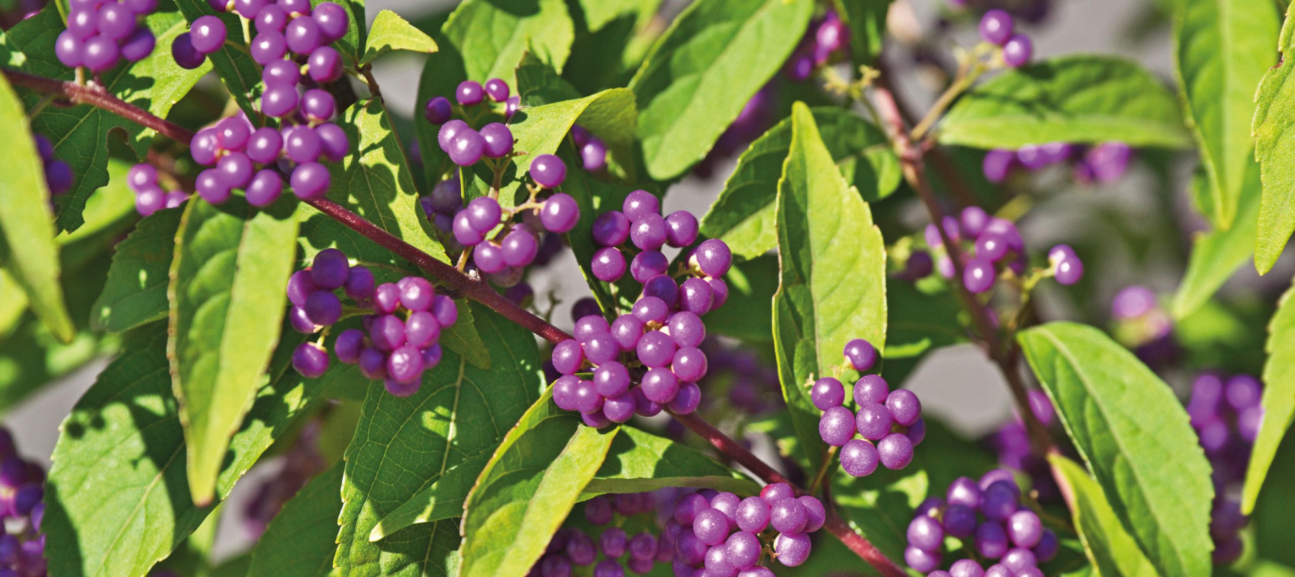 CALLICARPA - L’ARBUSTE AUX BONBONS