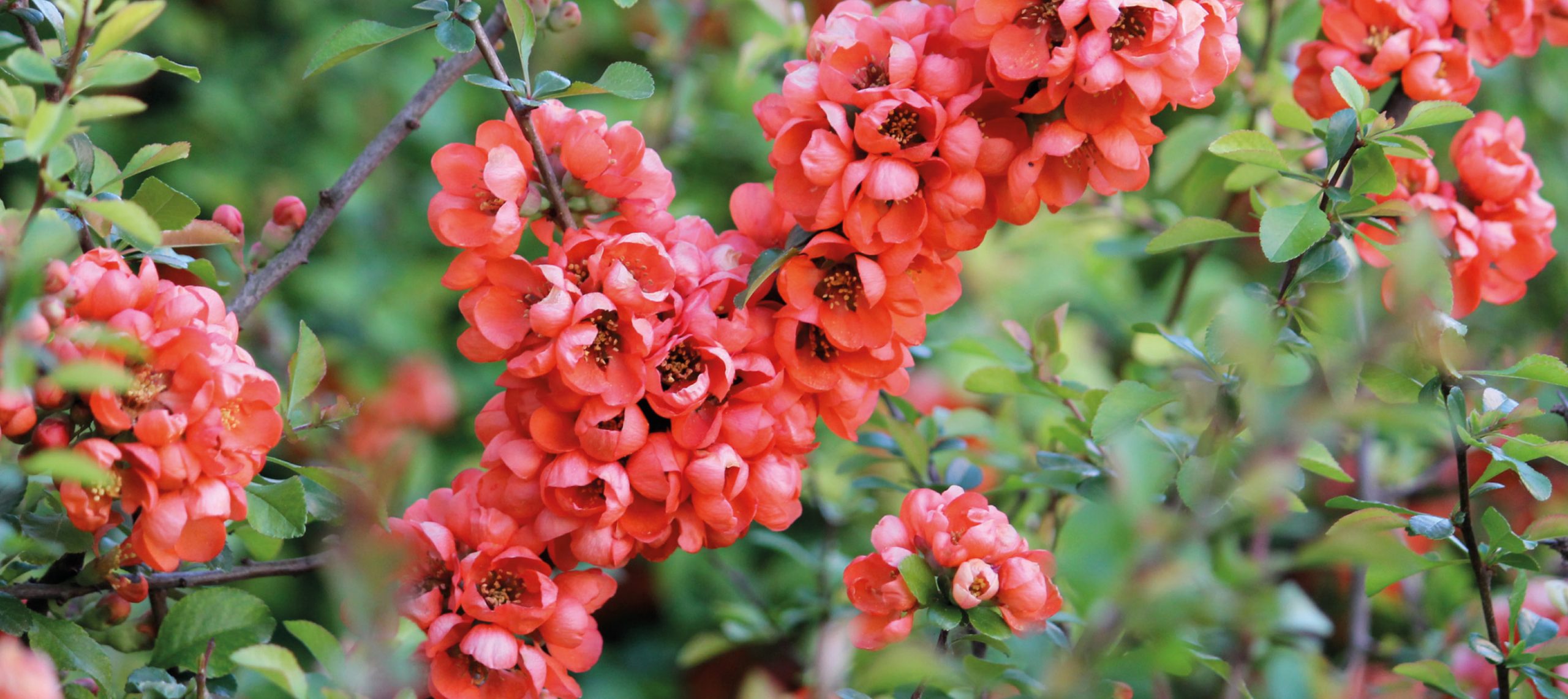 DIX ARBRES ET ARBUSTES POUR SOL CALCAIRE