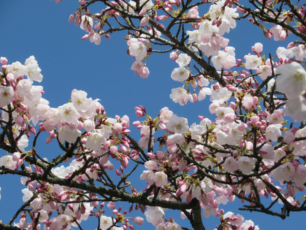 LES DIX PLUS BEAUX ARBRES ET ARBUSTES FLEURIS DU MOIS DE JANVIER