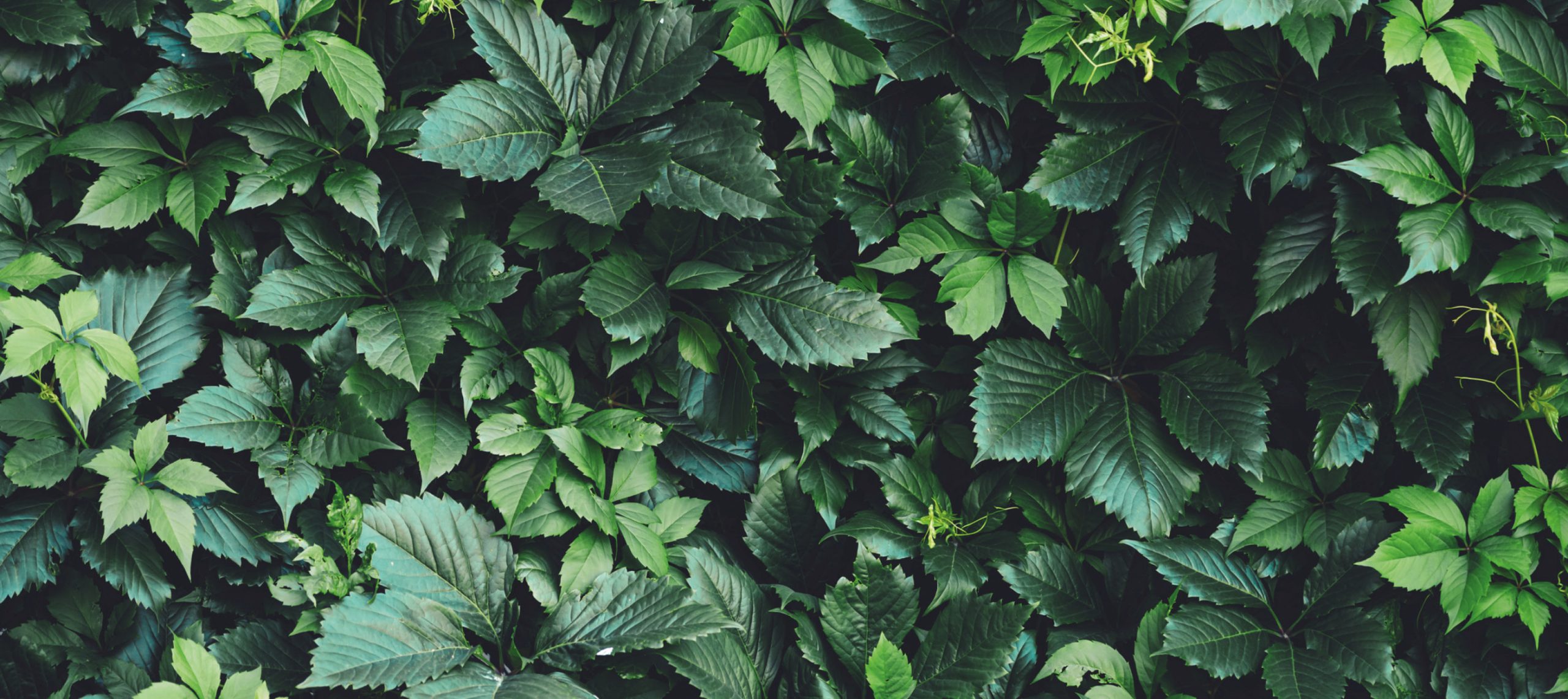 TOUT SAVOIR SUR LES FEUILLAGES