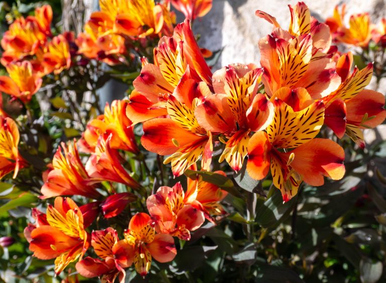 DIX PLANTES POUR UN JARDIN ORANGE