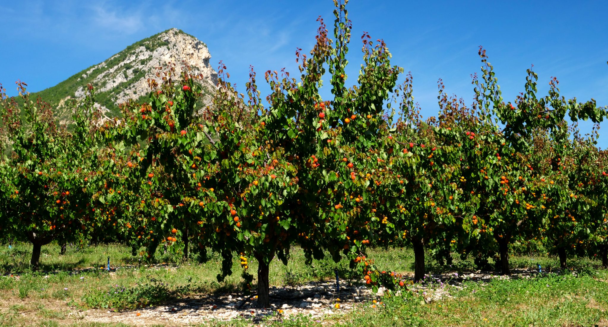 TOUT SAVOIR SUR L’ABRICOT