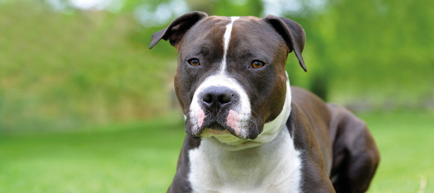 L’AMERICAN STAFFORDSHIRE TERRIER