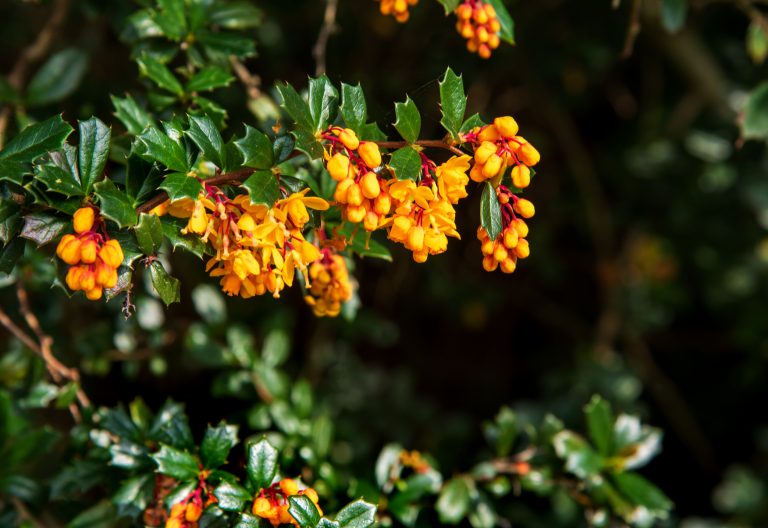 LES DIX PLUS BEAUX ARBRES ET ARBUSTES FLEURIS DU MOIS D’AVRIL