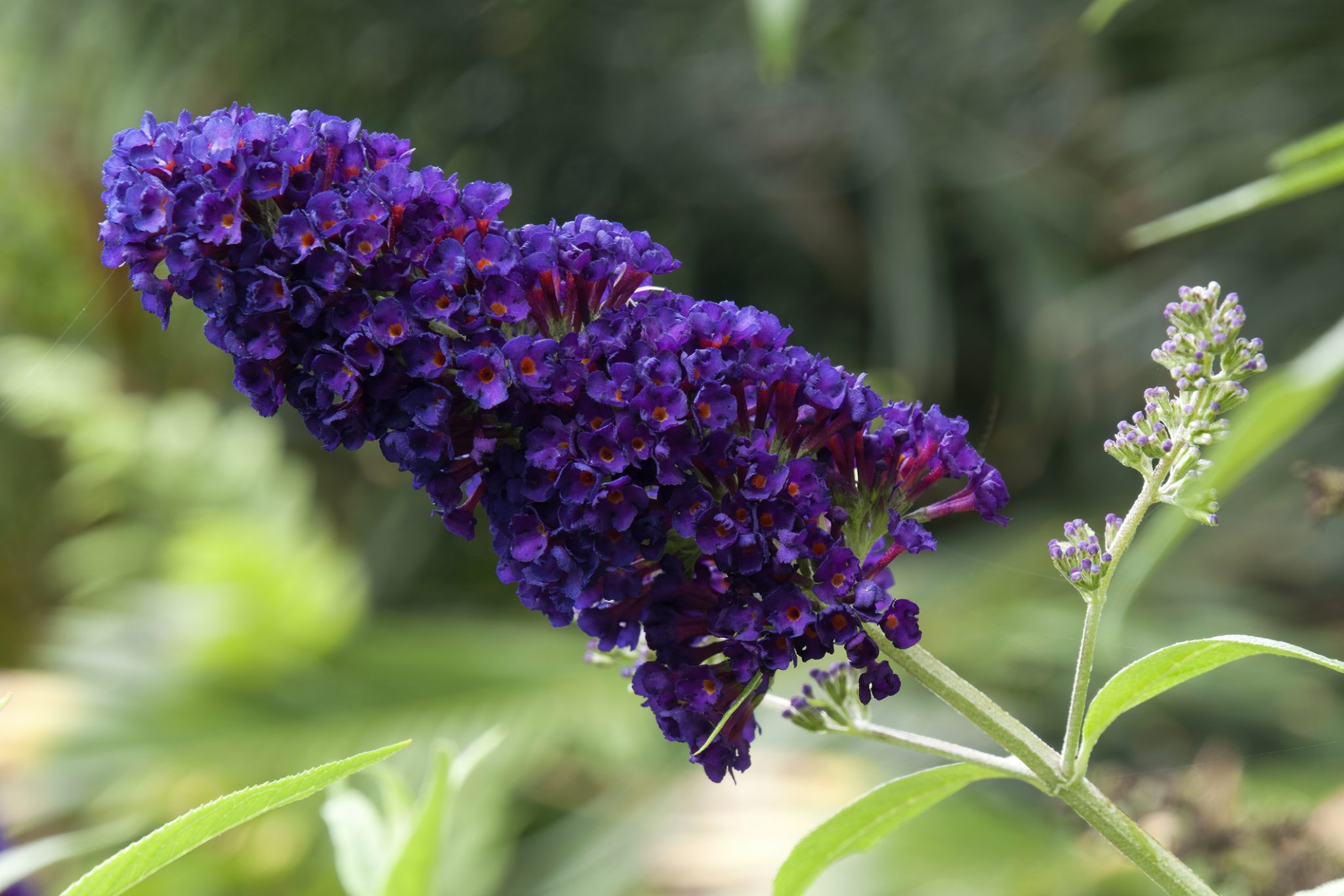 DIX PLANTES POUR UN JARDIN VIOLET