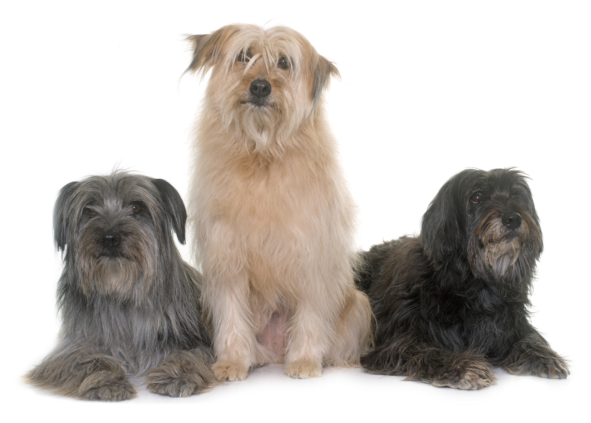 LE BERGER DES PYRÉNÉES