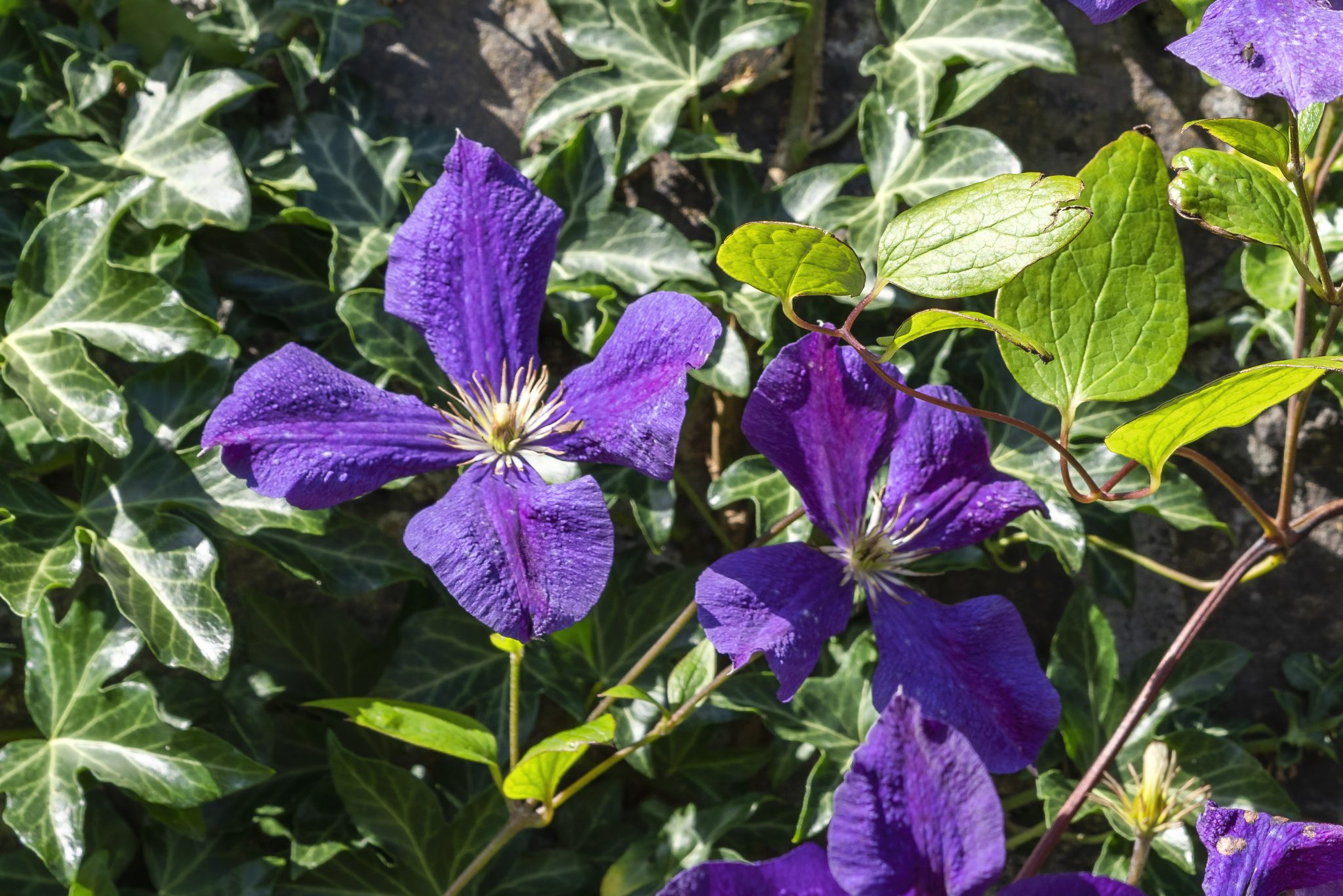 DIX PLANTES POUR UN JARDIN VIOLET
