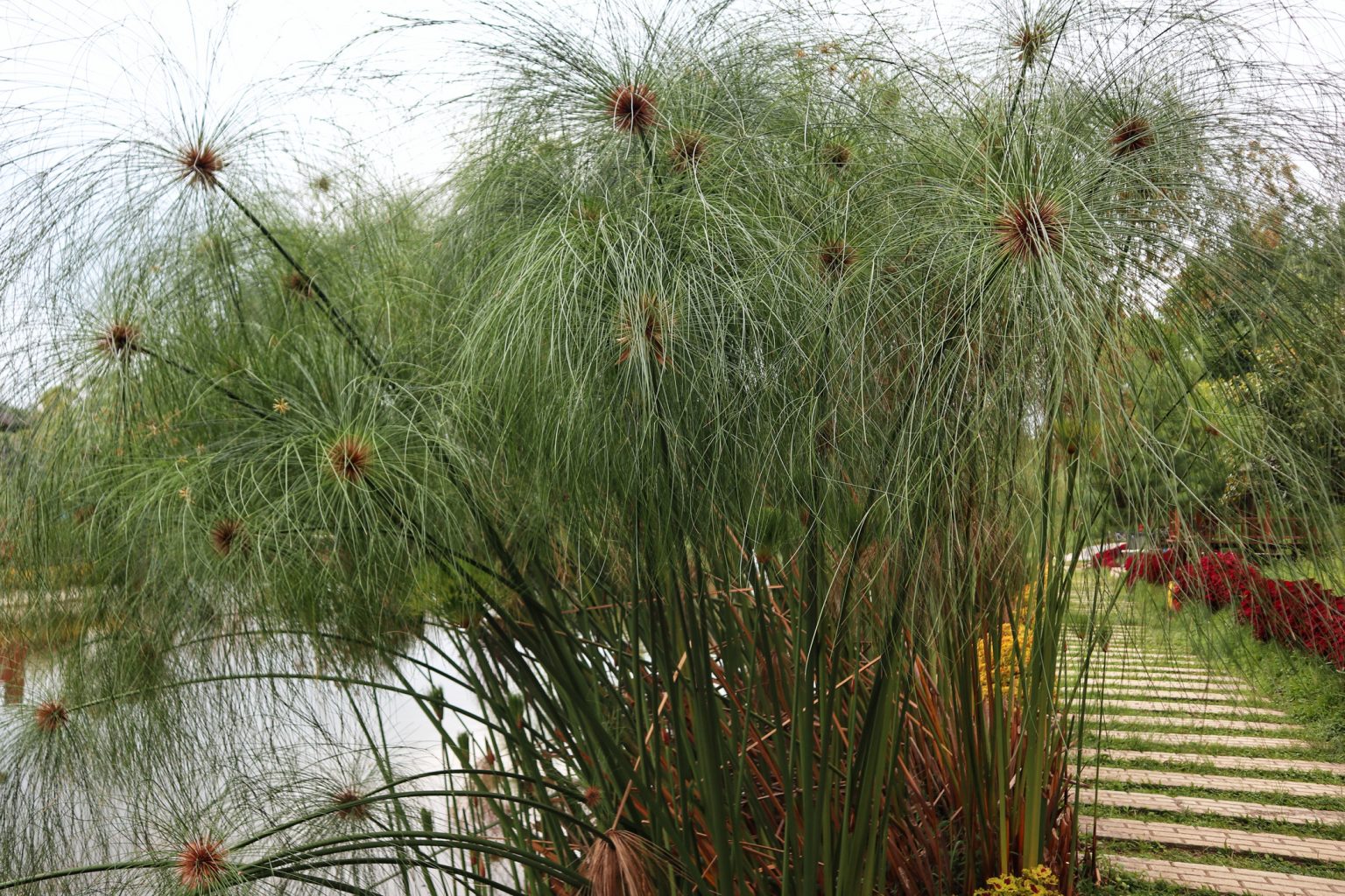 LES PAPYRUS