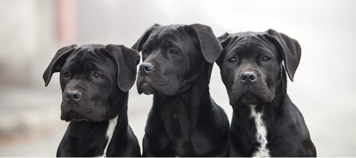 CANE CORSO