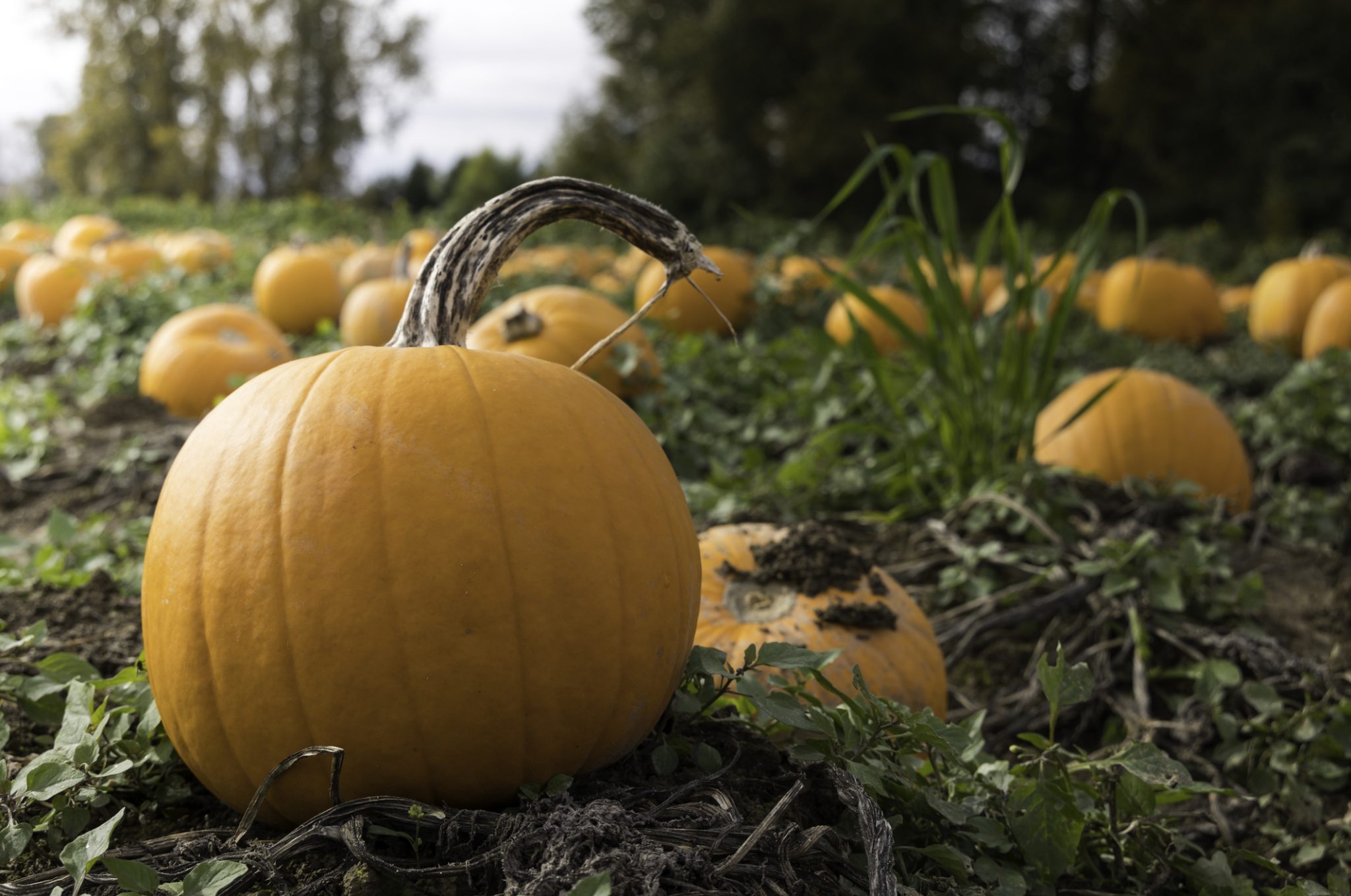 LA CITROUILLE D’HALLOWEEN