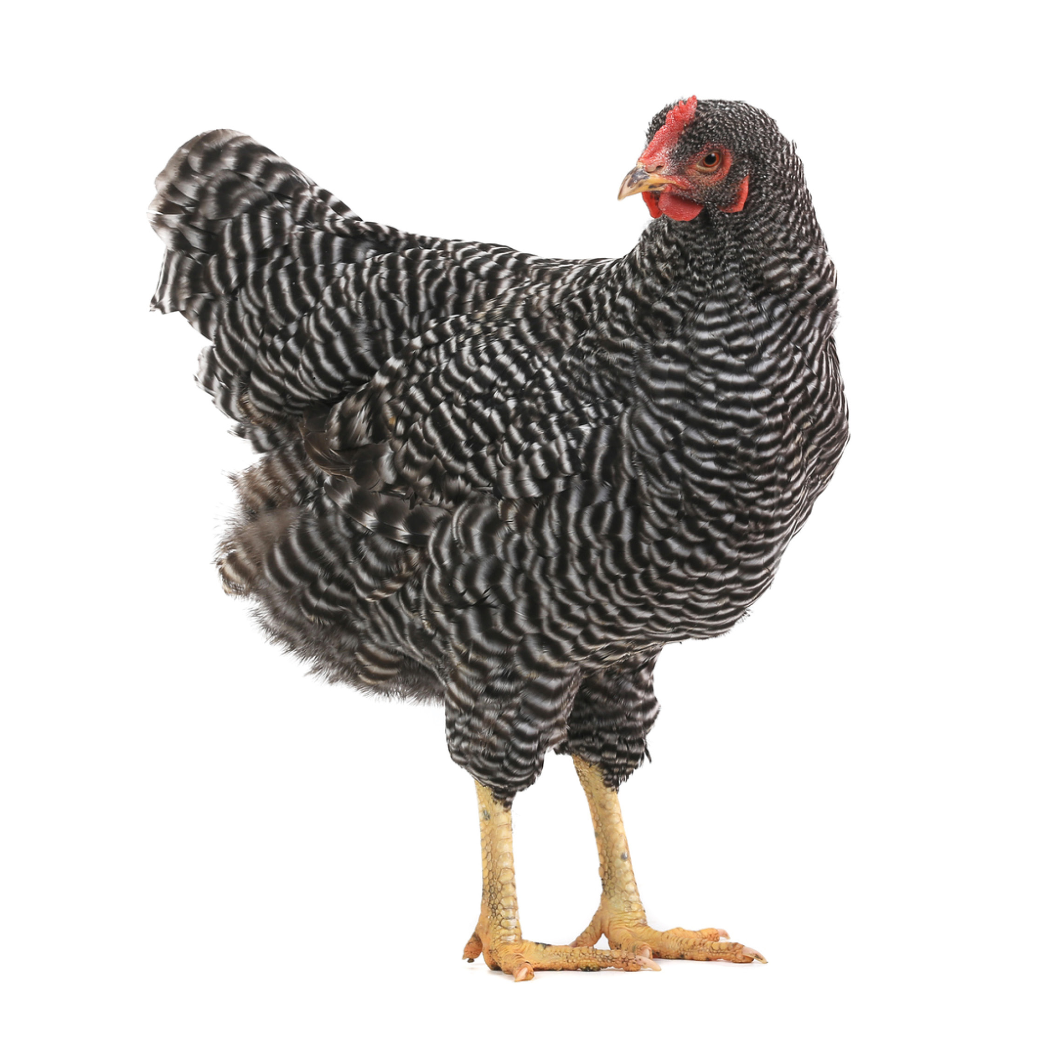 LES 10 MEILLEURES RACES DE POULES PONDEUSES