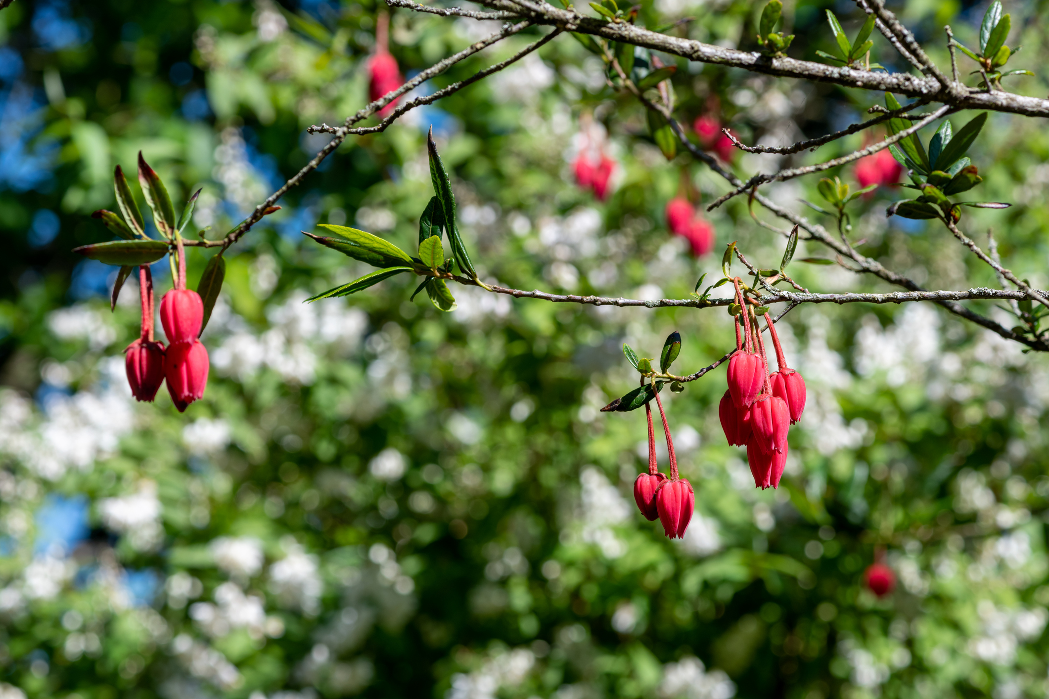L’ARBRE AUX LANTERNES : CRINODENDRON