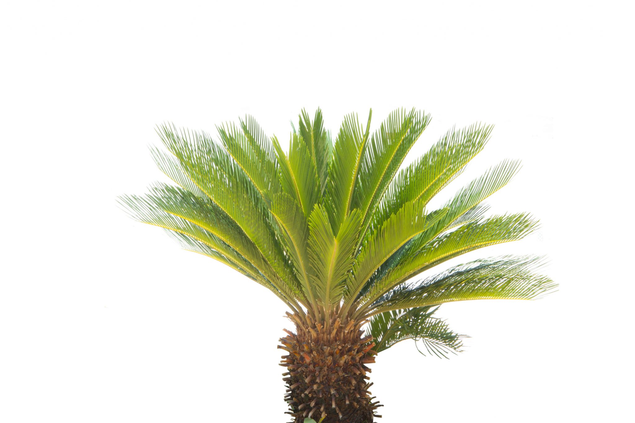 LE CYCAS