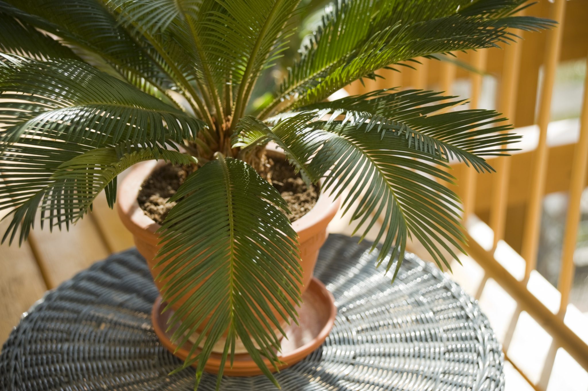 LE CYCAS