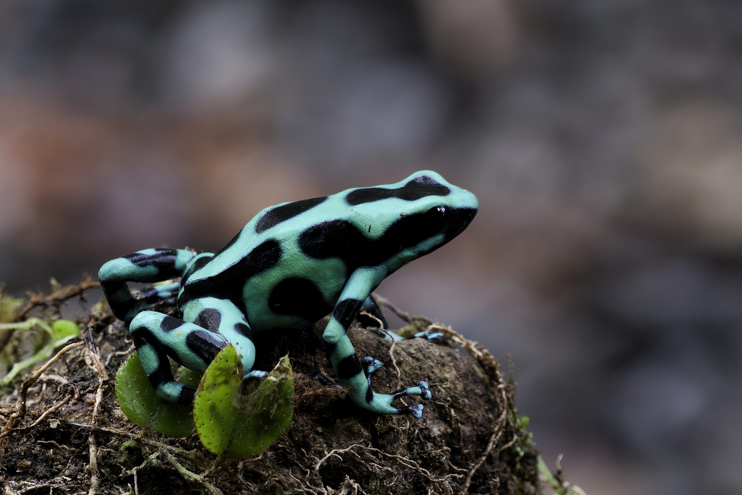 LES DENDROBATES AURATUS