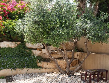 LES PLUS BEAUX ARBRES BOULES