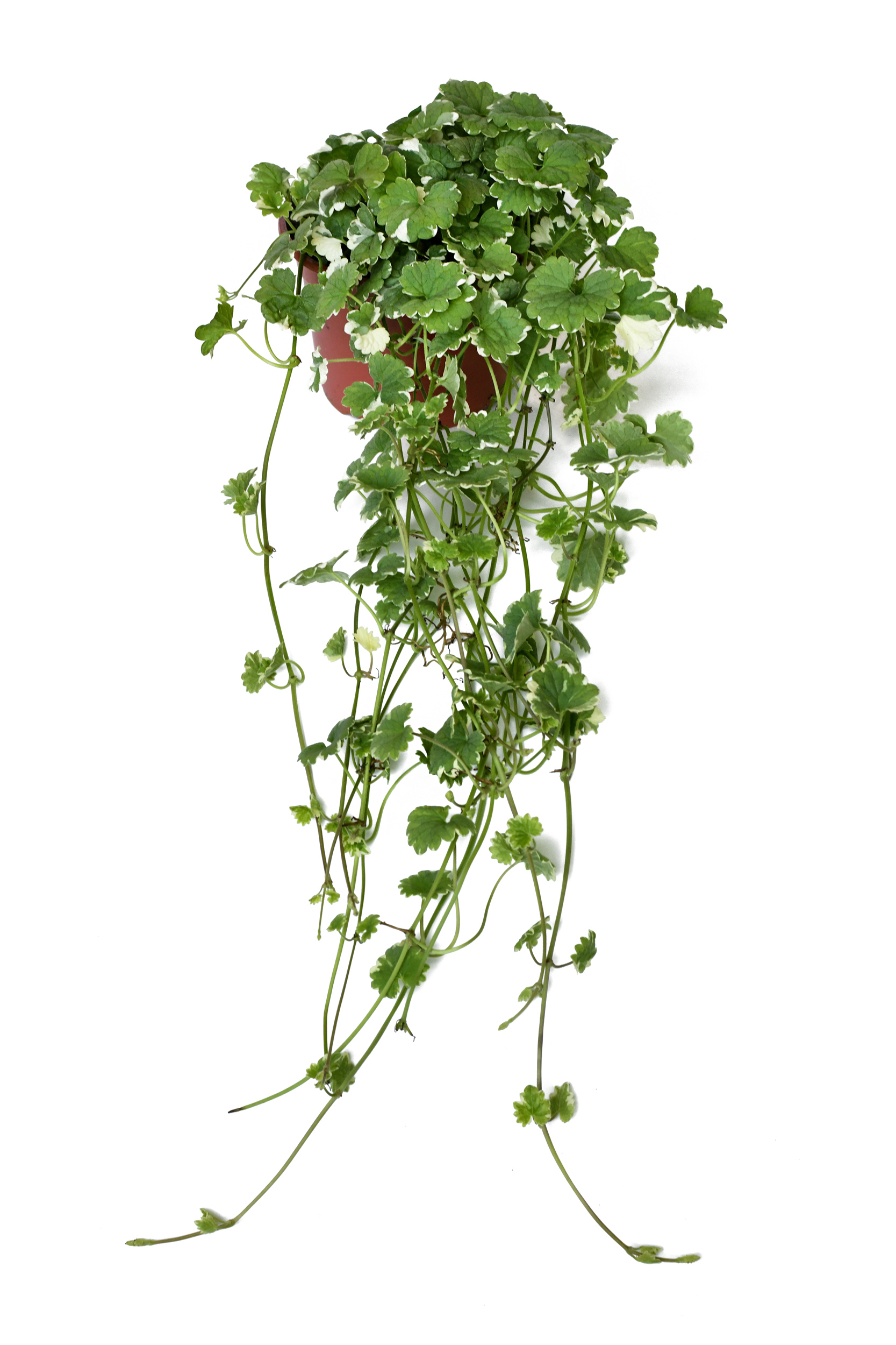 10 PLANTES D’EXTÉRIEUR RETOMBANTES