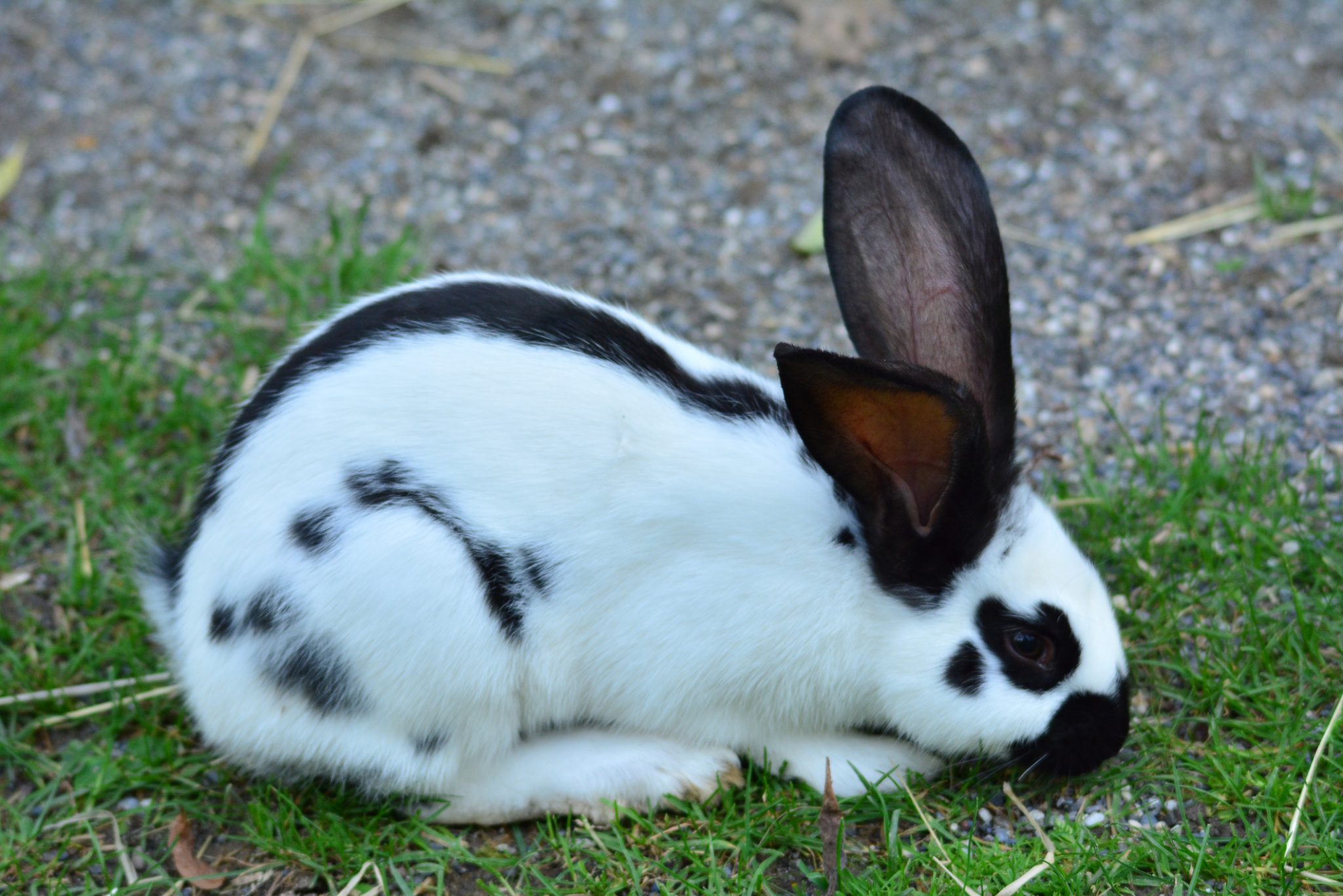 LE GÉANT PAPILLON FRANÇAIS