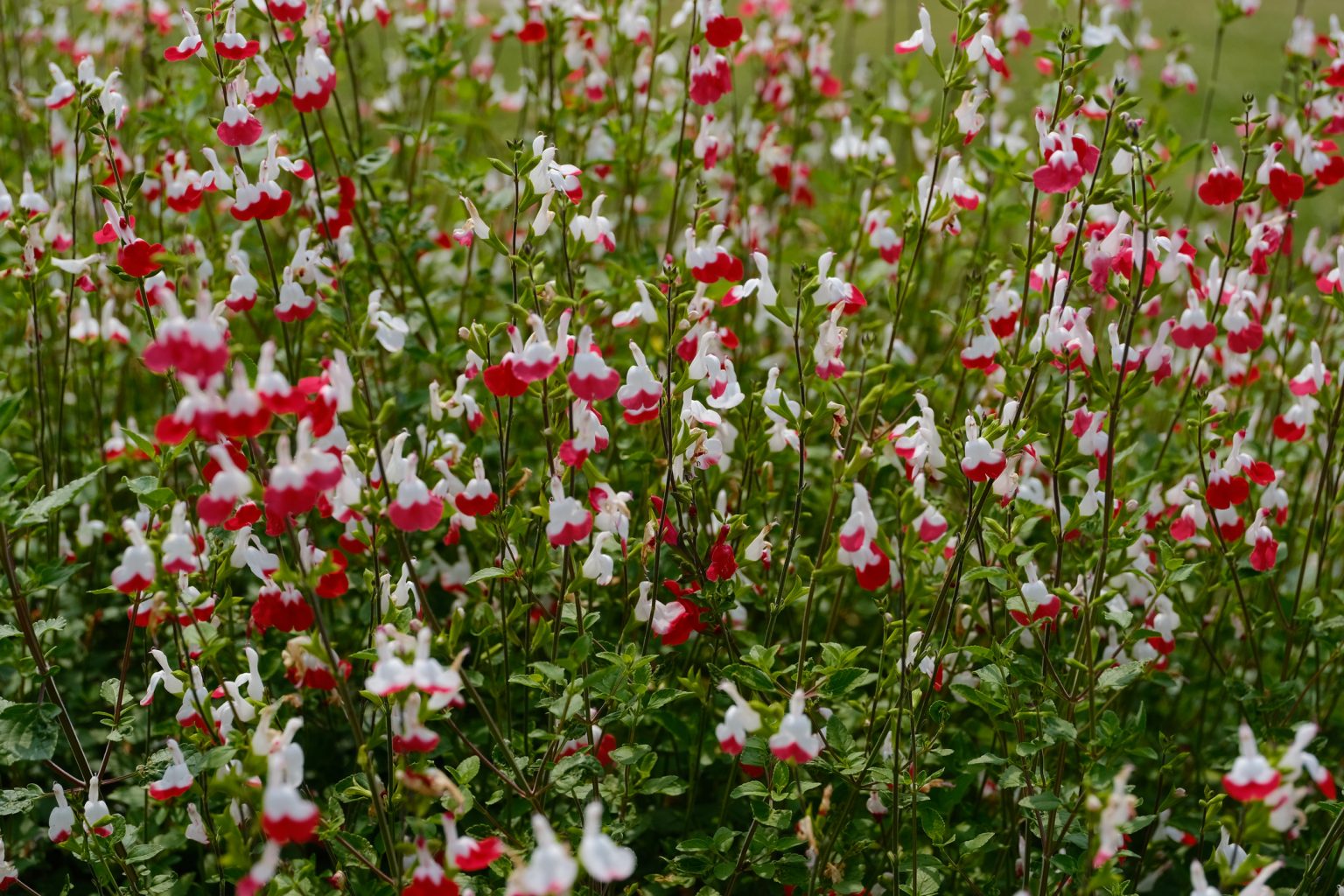 LES SAUGES ARBUSTIVES