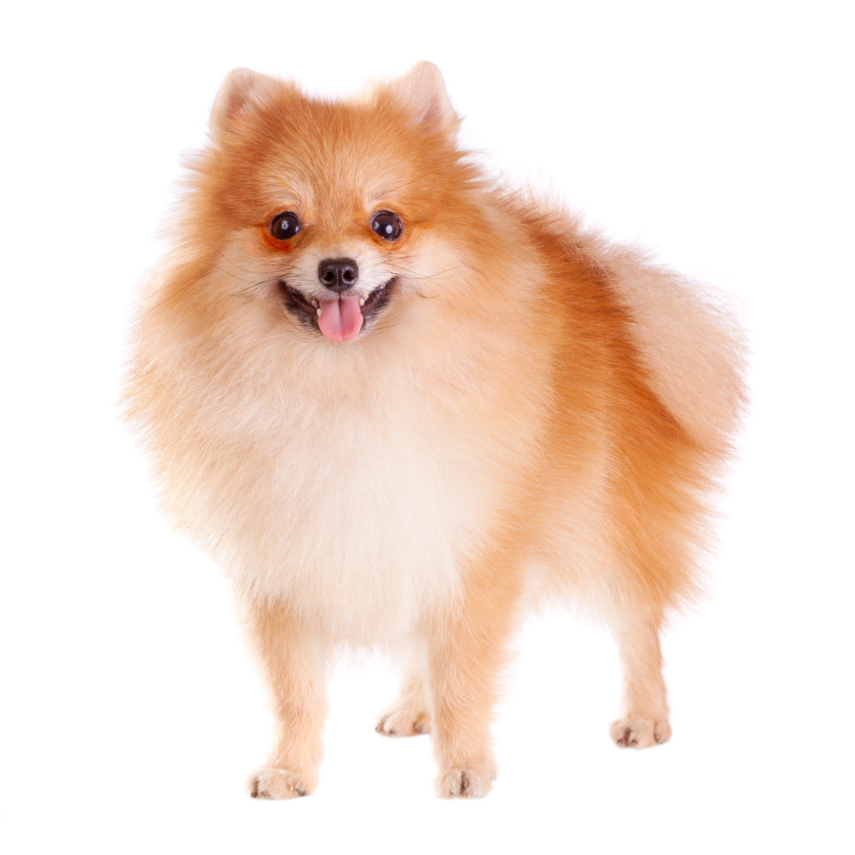 SPITZ ALLEMAND
